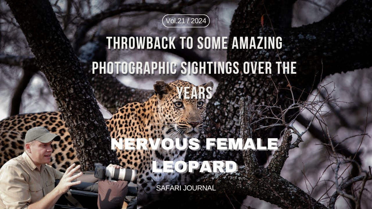Nervous Leopard gives incredible Photographic Opportunity | Lion Sands ...