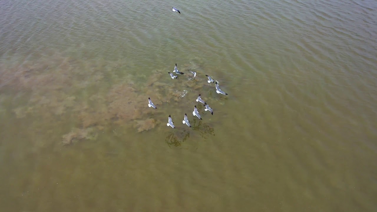 Redfish school - YouTube