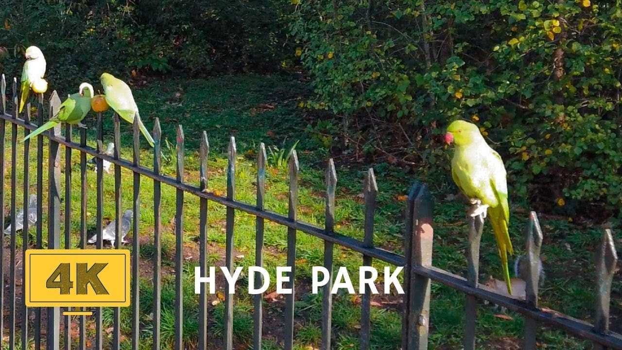4K London Walk - Parrots in Hyde Park?!? - Slow TV - YouTube