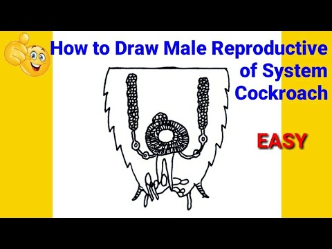 how to draw male reproductive system of cockroach | male reproductive ...