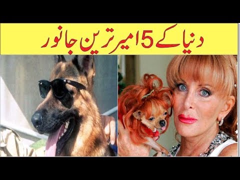 5 Richest Animals In The World - YouTube