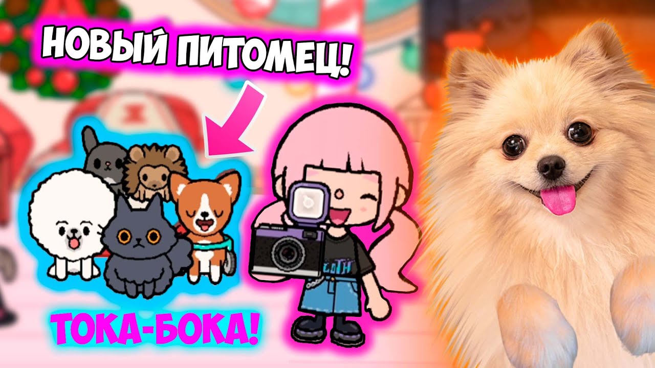 У МЕНЯ НОВЫЙ ПИТОМЕЦ В ТОКА БОКА! БАТТЕРС ПРОПАЛА - ИЩЕМ КОШКУ В ТОКА ...