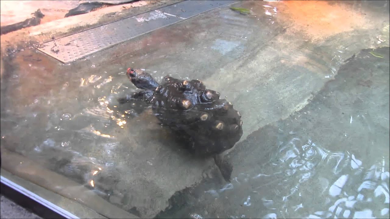work-out for a turtle - YouTube