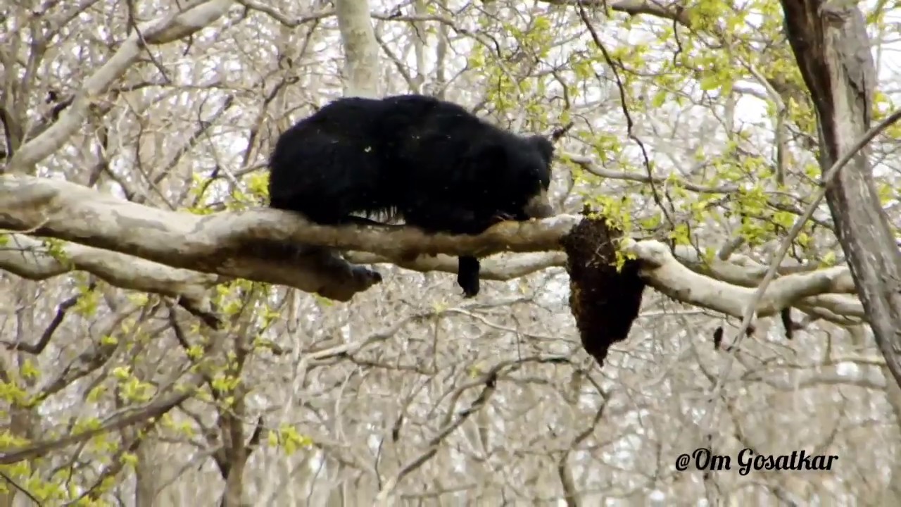 Sloth Bear Eating Honey - YouTube
