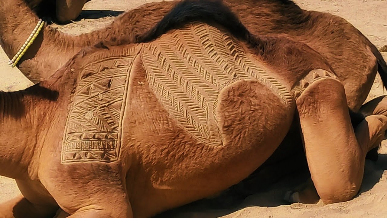 Camel Hair Style | Camel Hair Dresser | Camel Hair Cutting Art | Camel ...