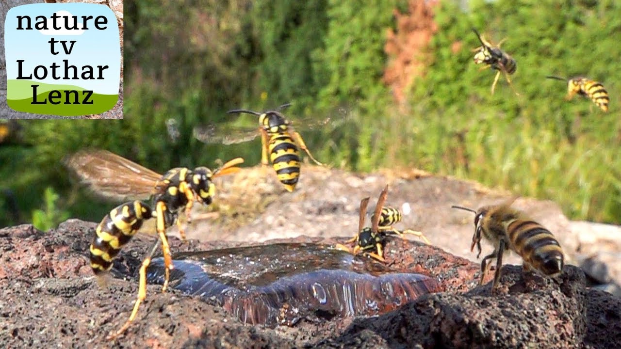 Yellow Jacket In Flight at Samantha Fredricksen blog