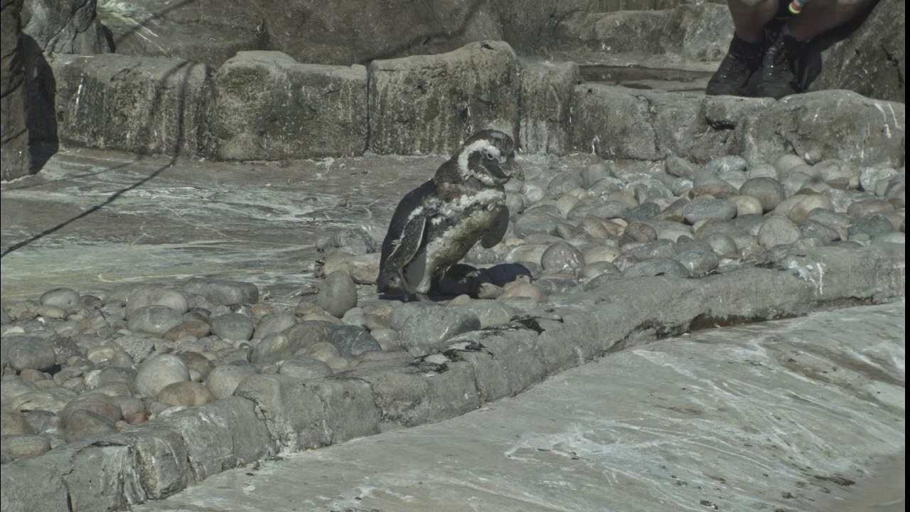 Long Penguin walk in super slow motion - YouTube