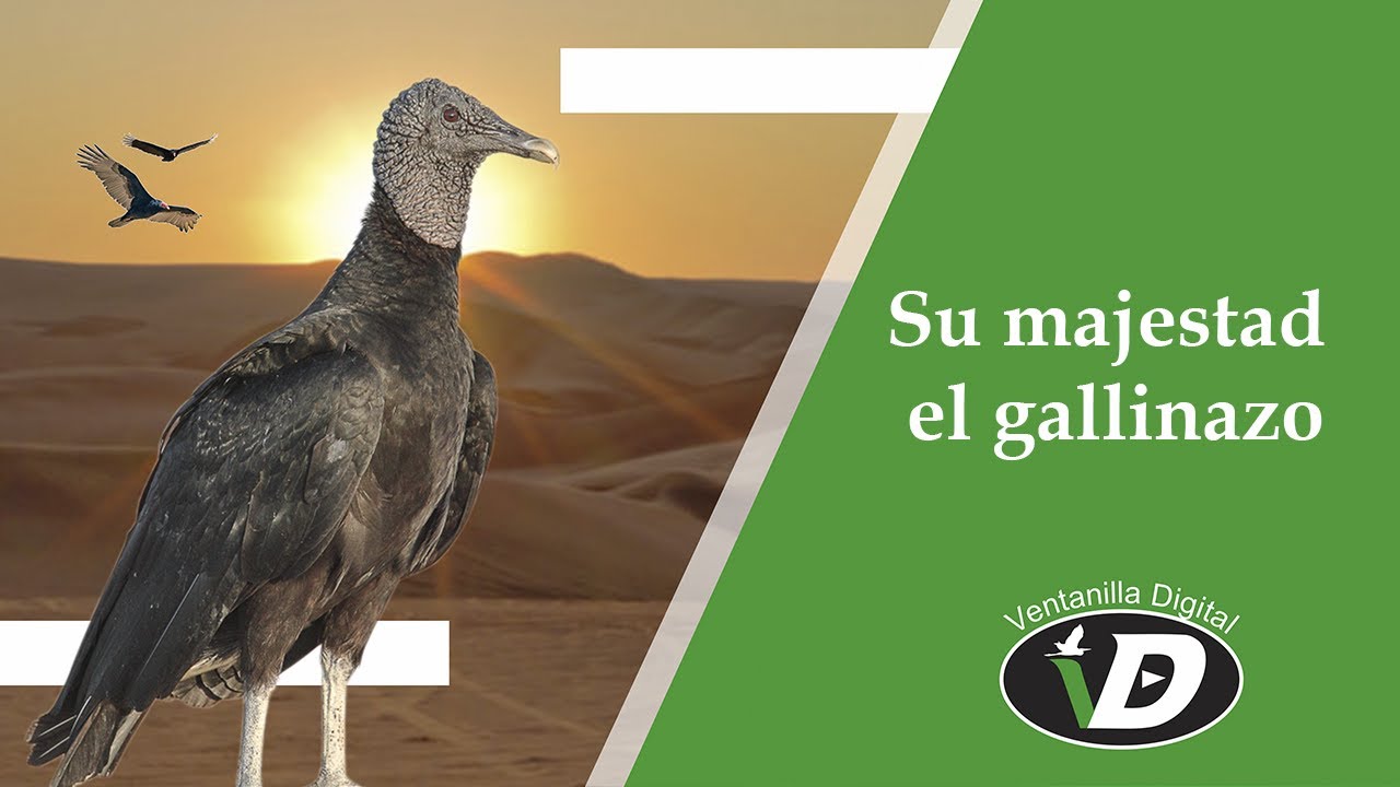 Su majestad el gallinazo - Ventanilla Digital - YouTube