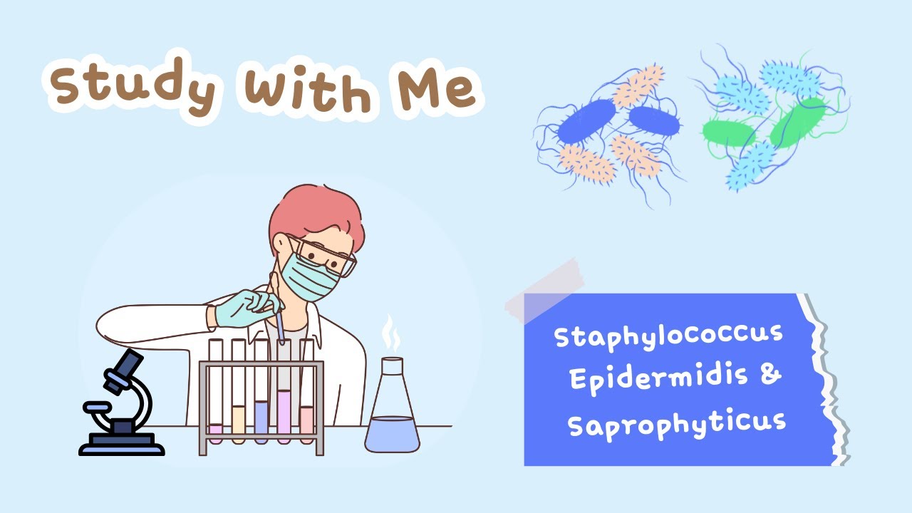 1.1 Staphylococcus Epidermidis | Gram Positive Cocci | Special ...