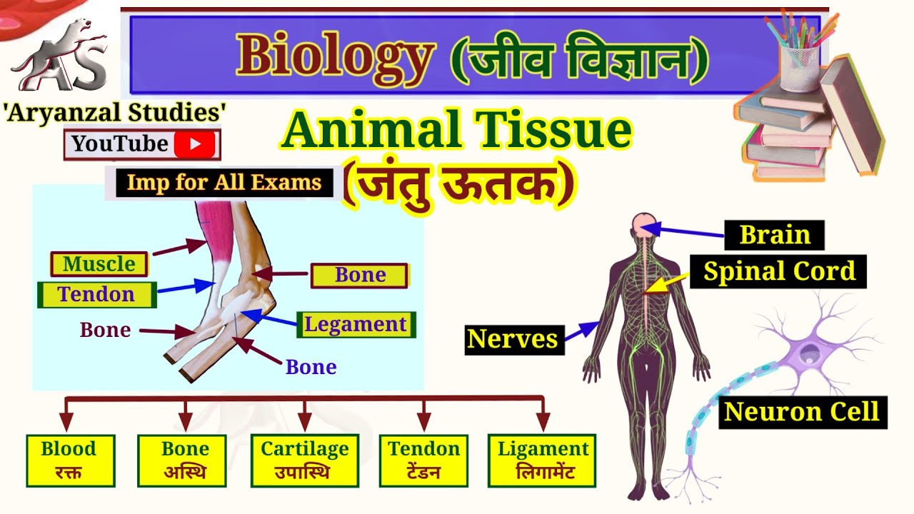 Animal Tissue (जंतु ऊतक) | Biology Lecture #03 | with Diagrams ...