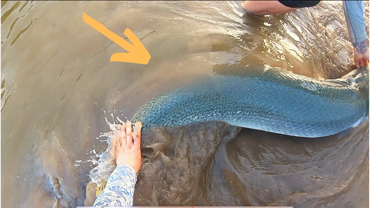 Giant Serpants Live HERE - YouTube