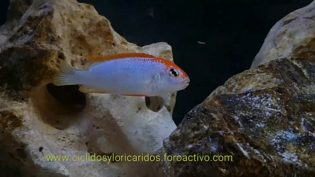 Pseudotropheus sp. red top ndumbi - YouTube