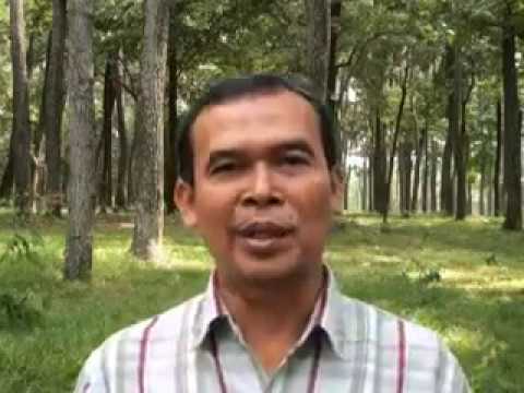 Tembesu dan Hutan - YouTube