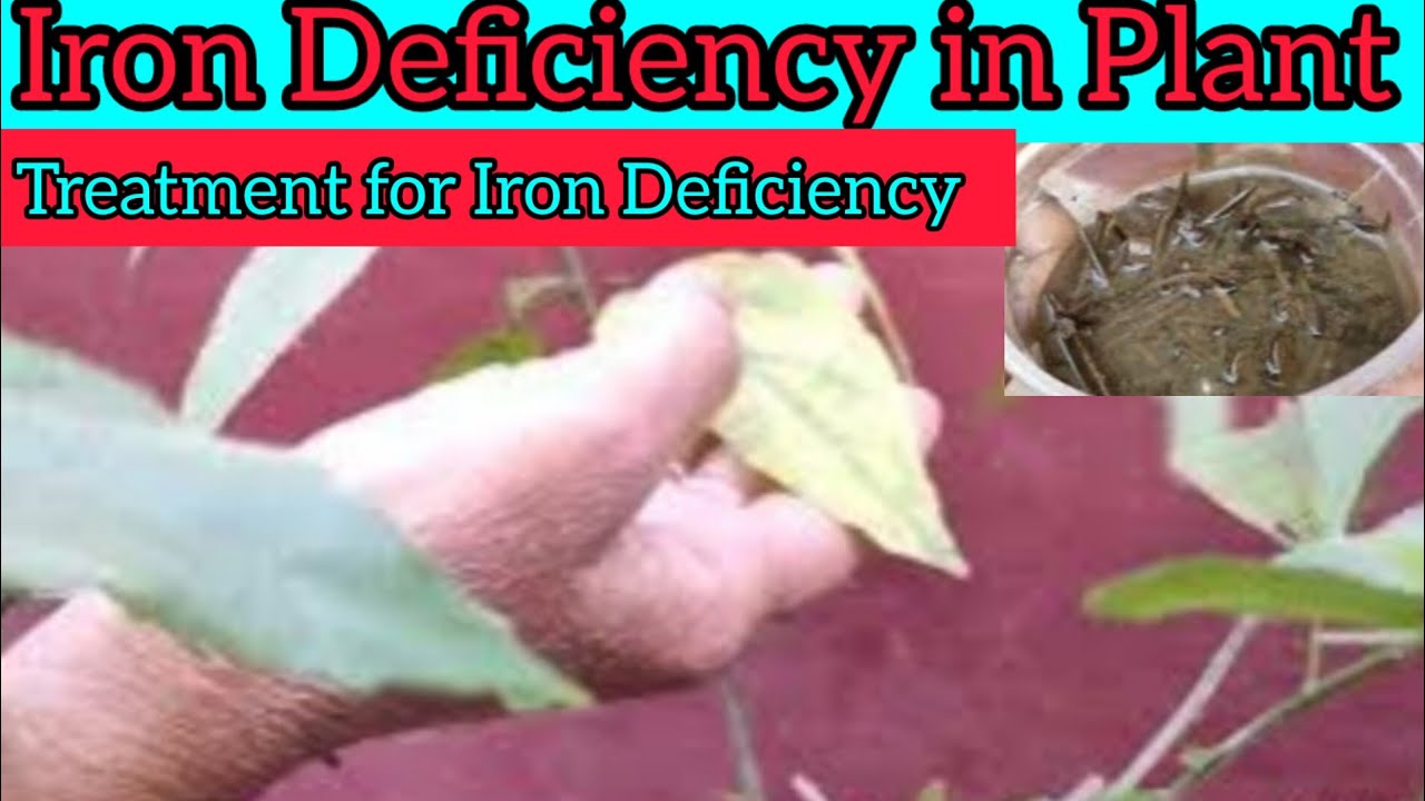 Iron deficiency Chlorosis🌴 Symptoms & how to correct iron deficiency in ...
