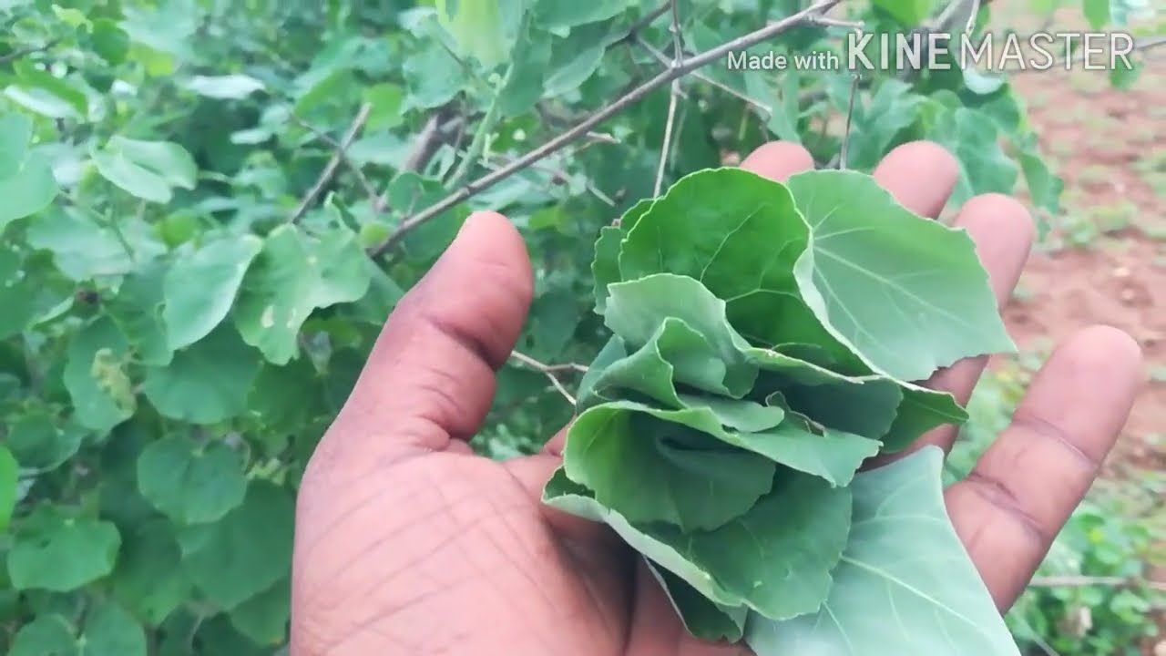 Thuthi ilai benefits and uses/ மூல நோயை குணப்படுத்தும் மூலிகை - YouTube