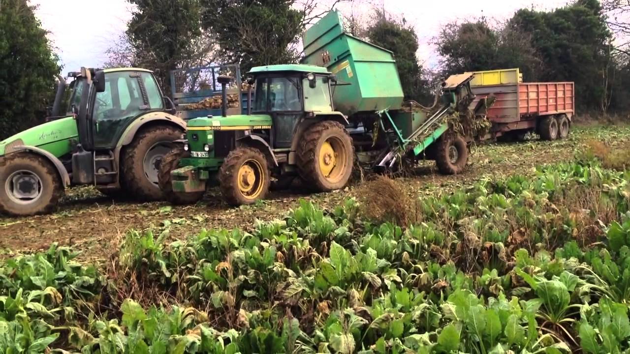 Pulling Beet in North Tipp (part 2) - YouTube