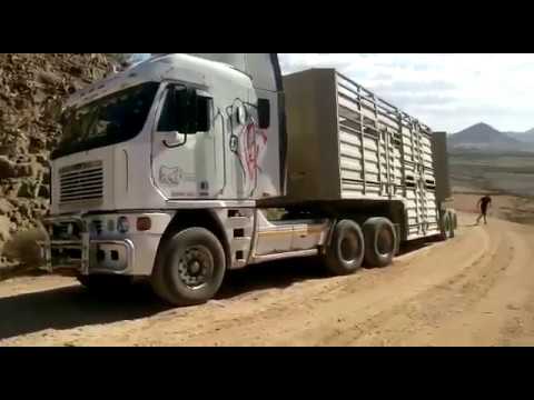 Toyota Landcruiser Pulls Double Trailer Truck loaded with 200 head of ...