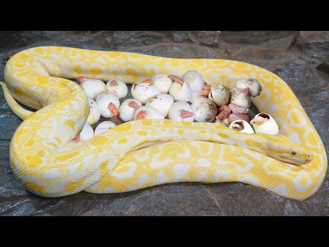 Baby Albino Burmesisk Python