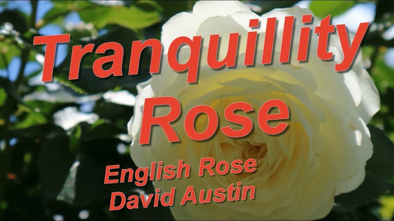 Tranquillity Rose, English Rose, David Austin - YouTube