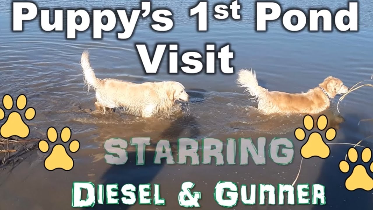 Funny Cute Puppy Video! Swimming & Retrieving "Lessons" for a Golden ...