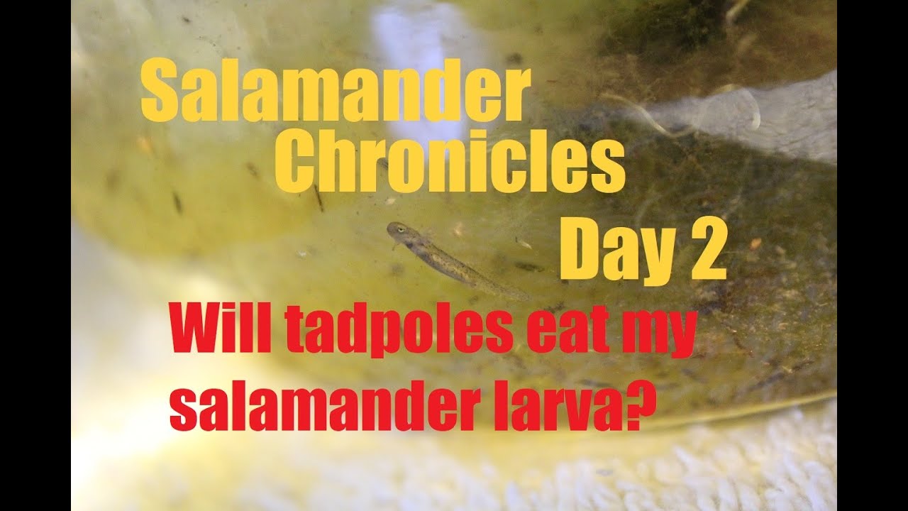 Do Salamanders Eat Tadpoles at Gloria May blog