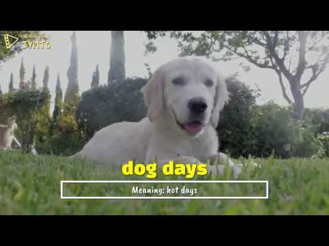 Dog Days - English Idioms and Phrases - YouTube