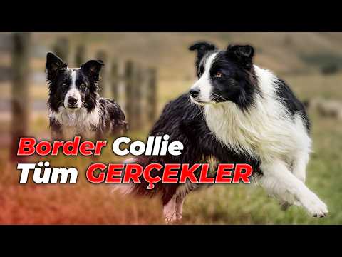 Border Collieyi Kimse Böyle Anlatmadı - Tüm Gerçekleri ile Border Collie Irkı