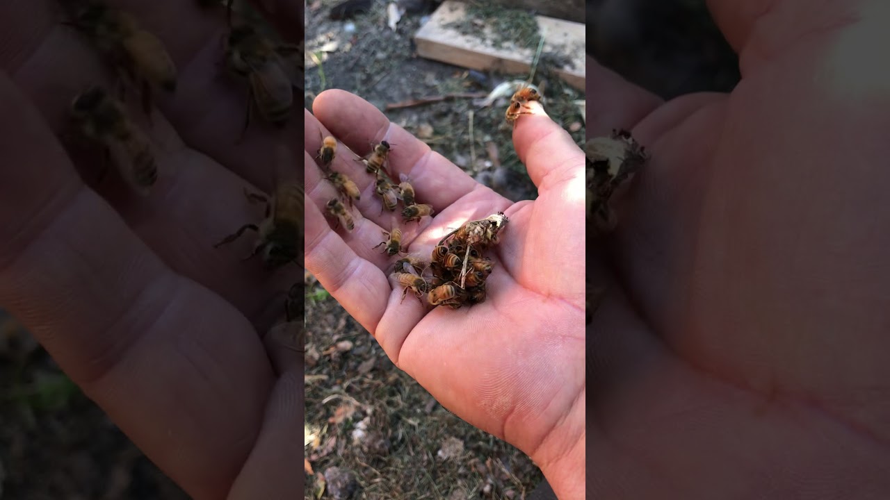 Queen Balling - YouTube