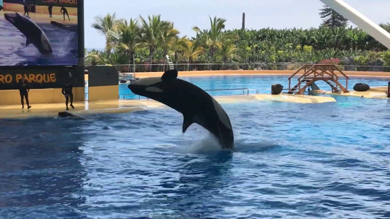 Keto, Kohana and Skyla at Loro Parque - YouTube