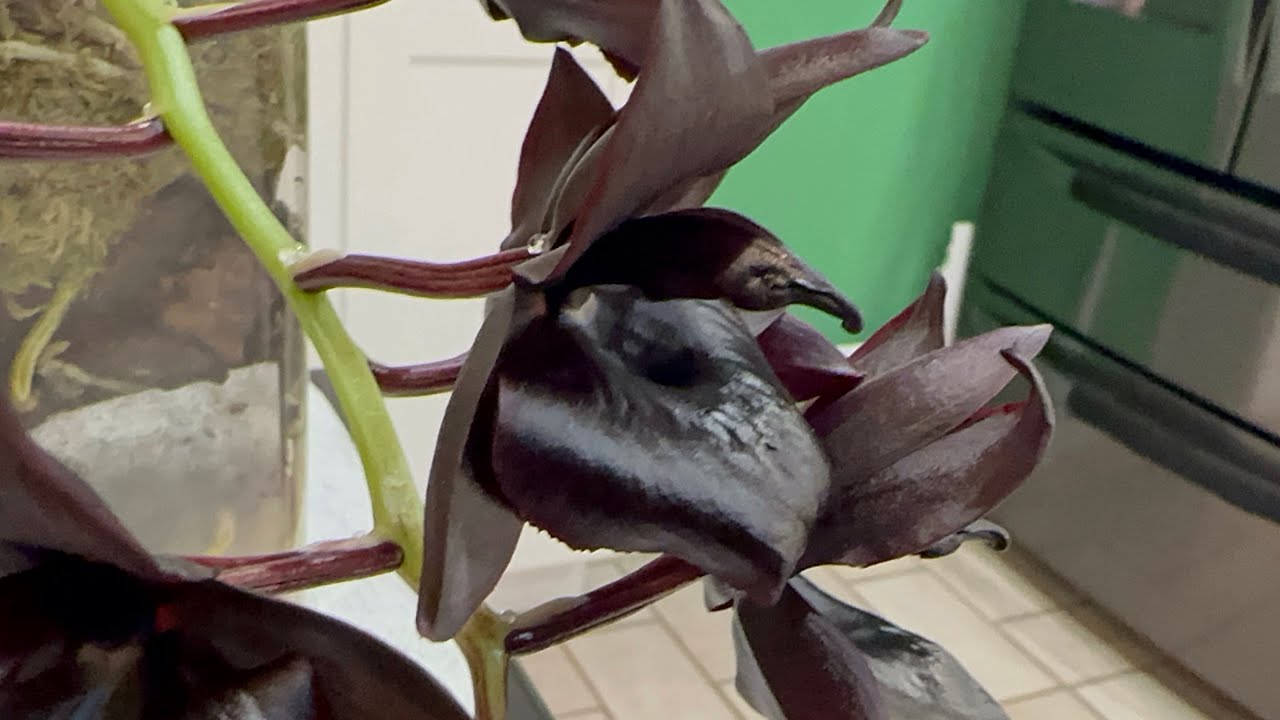 Catasetum & Types Update - February 2024 - YouTube