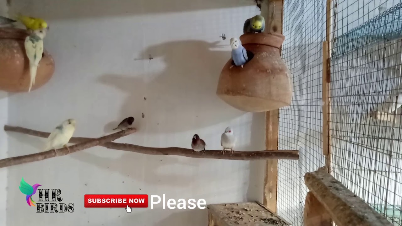 Random Click of my Finch And budgies Coclony ! #Finch #diaomnd_Paid ...