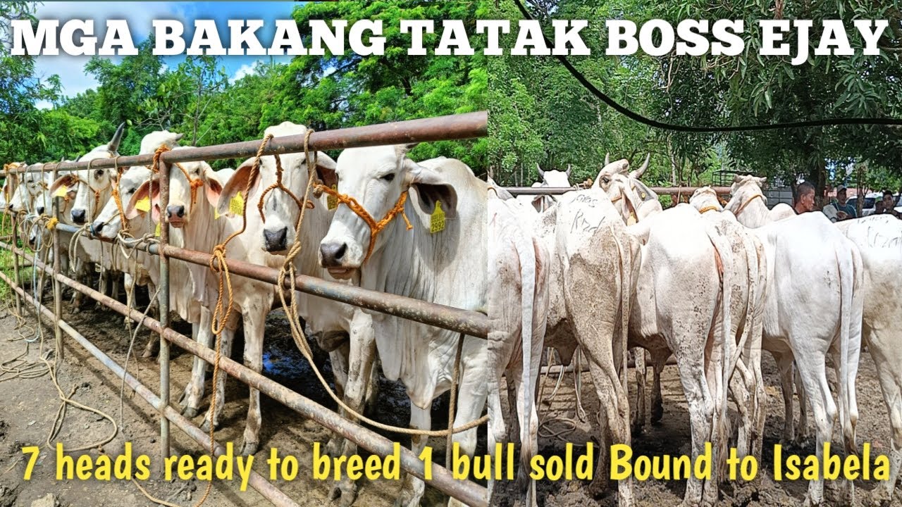 Mga Bakang tatakboss Ejay Livestock.. - YouTube