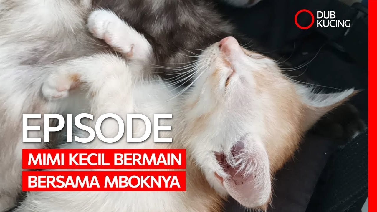 Mimi Kecil Bermain Bersama Mbok Kucing | Memang Bandel - YouTube