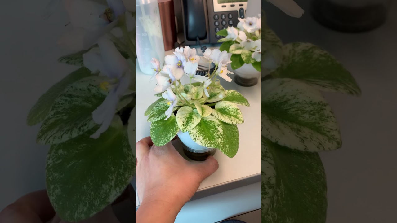 African Violet - N-Robinson - YouTube