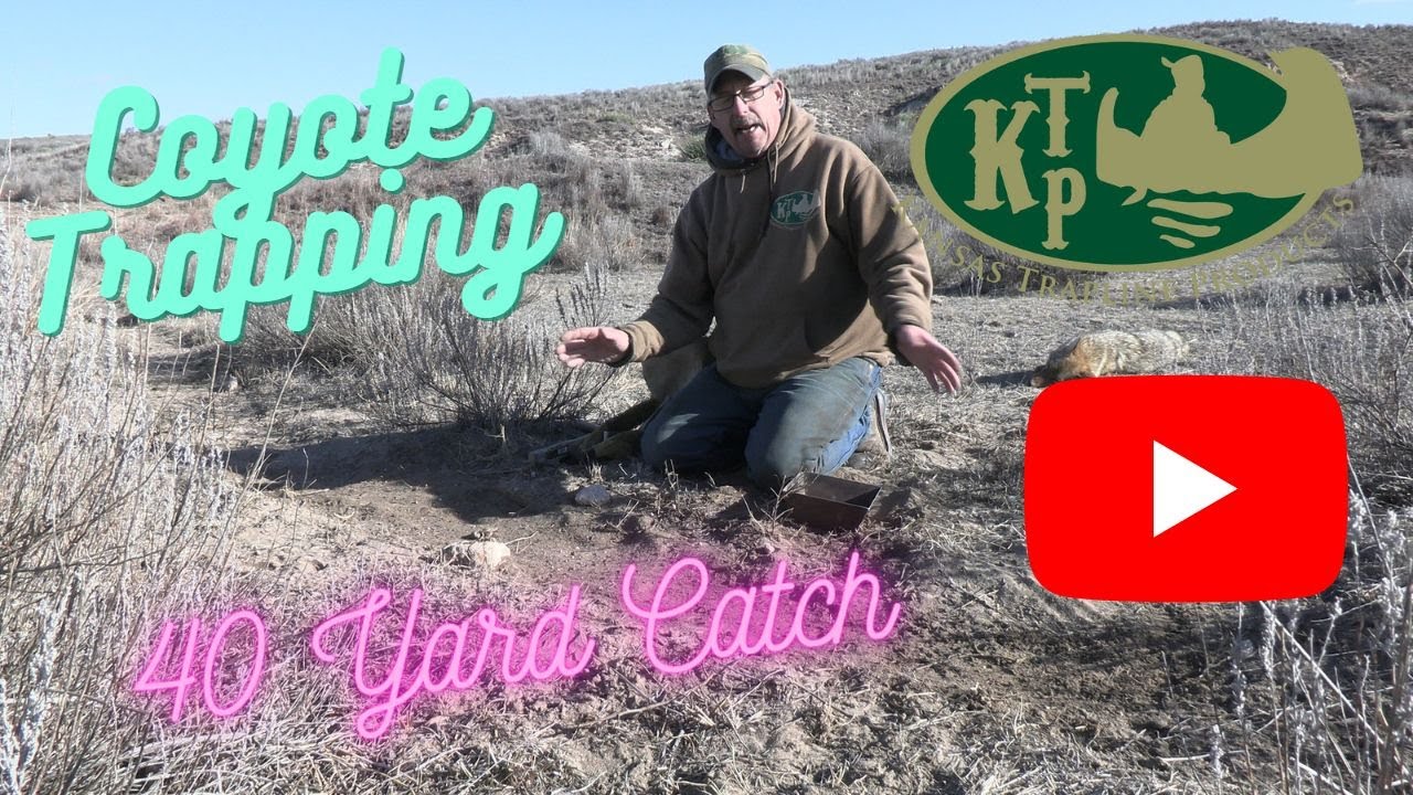 Coyote Trapping 40 Yard Drag Catch - YouTube