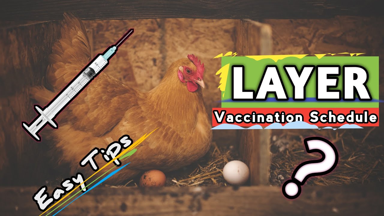 Layer Vaccination Schedule / Vaccination of Layers / Vaccination of ...