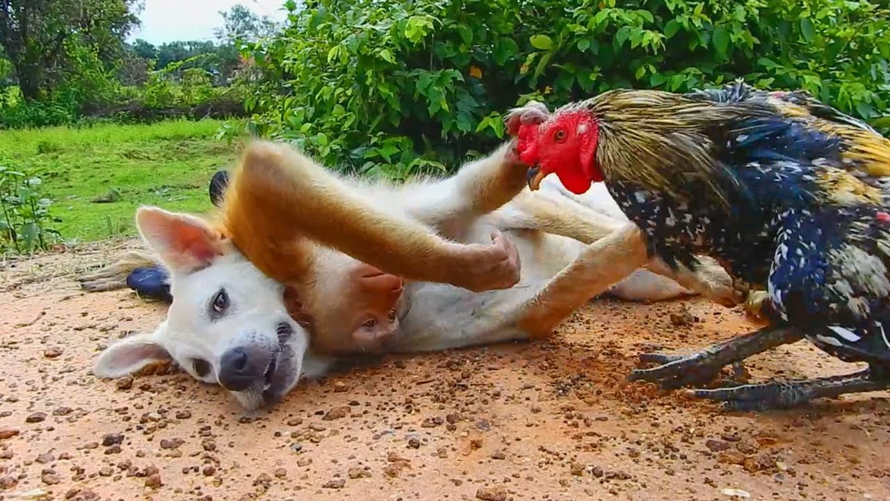 Help Me ! Don't Pull Me Like This, Best Animals - YouTube