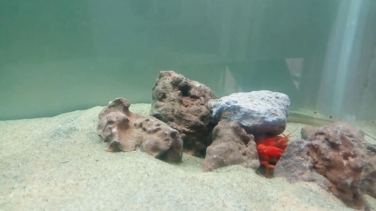 Crayfish aquarium setup & tankmates - YouTube