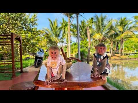 🐒🎐 Jobi & Hope Love Playing with Grandpa Nam's Handmade Wind Chime ❤️
