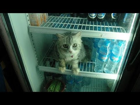 Cats Chilling in Fridges - YouTube