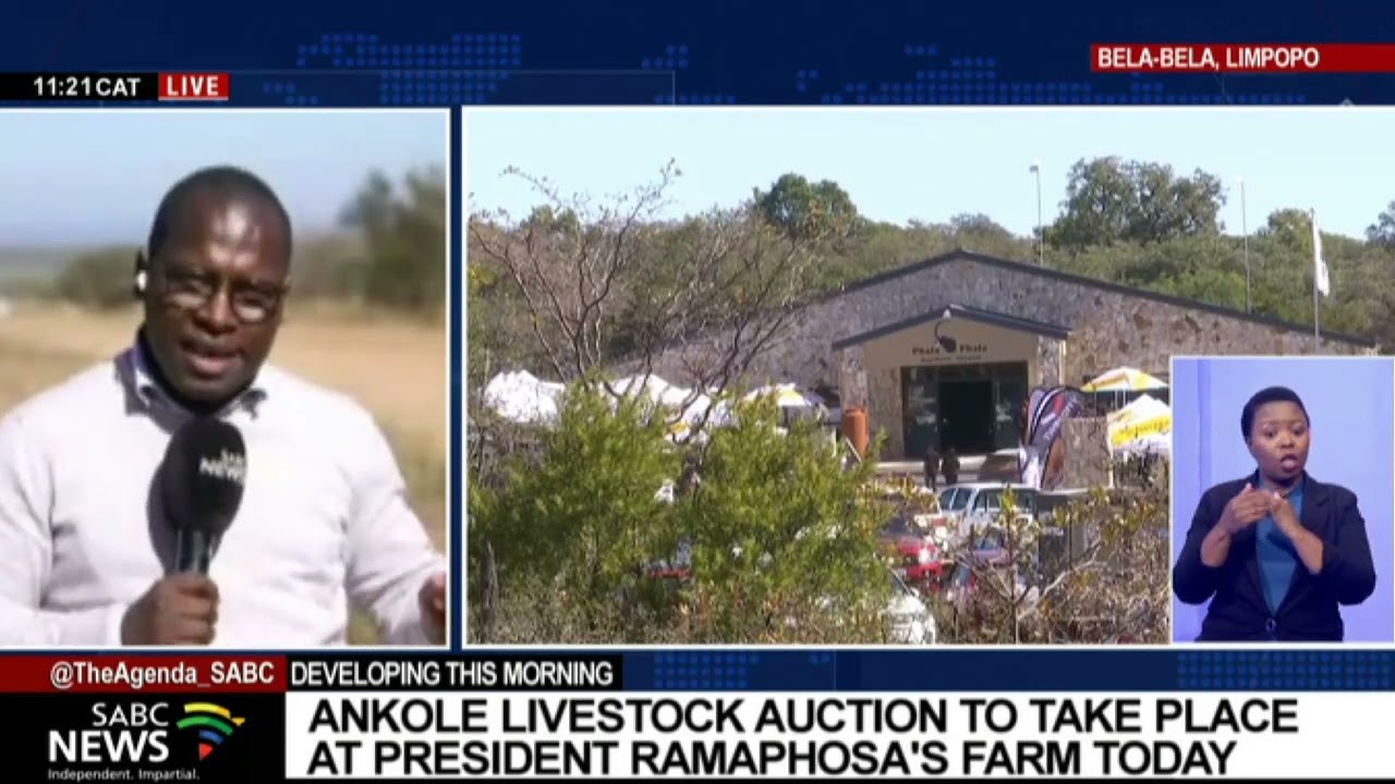 Ankole livestock auction at President Cyril Ramaphosa's Phala Phala ...
