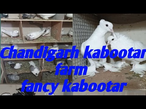 Chandigarh kabootar farm fancy kabootar breeding setup date 10/1/2025 ...