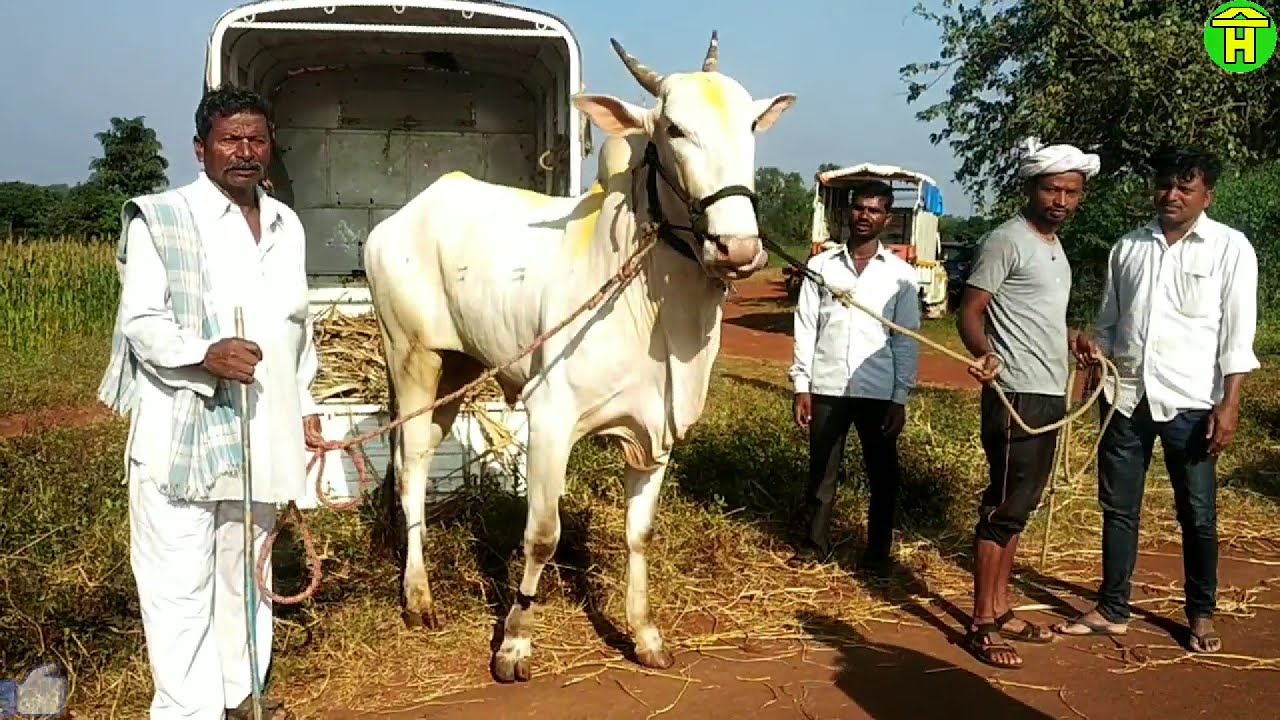 || वयानं लहान पण उंचीने वाढलेला खिल्लारी वासरु || Beautiful Khillar ...