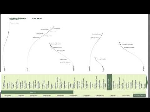 Birds of a Feather: An Audio-Visual Ornithology Guide - YouTube