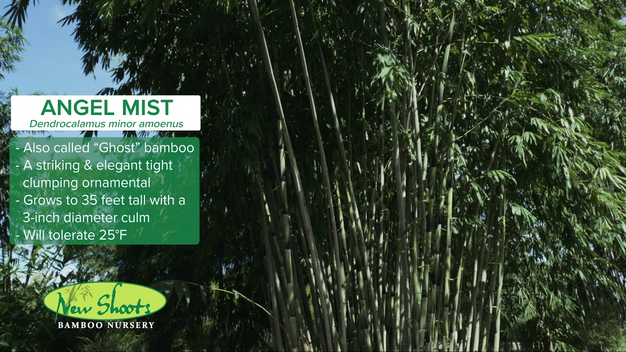 Angel Mist Bamboo - Dendrocalamus Minor Amoenus - YouTube