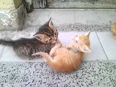 ALEXIS = GATITOS PELEANDO - YouTube