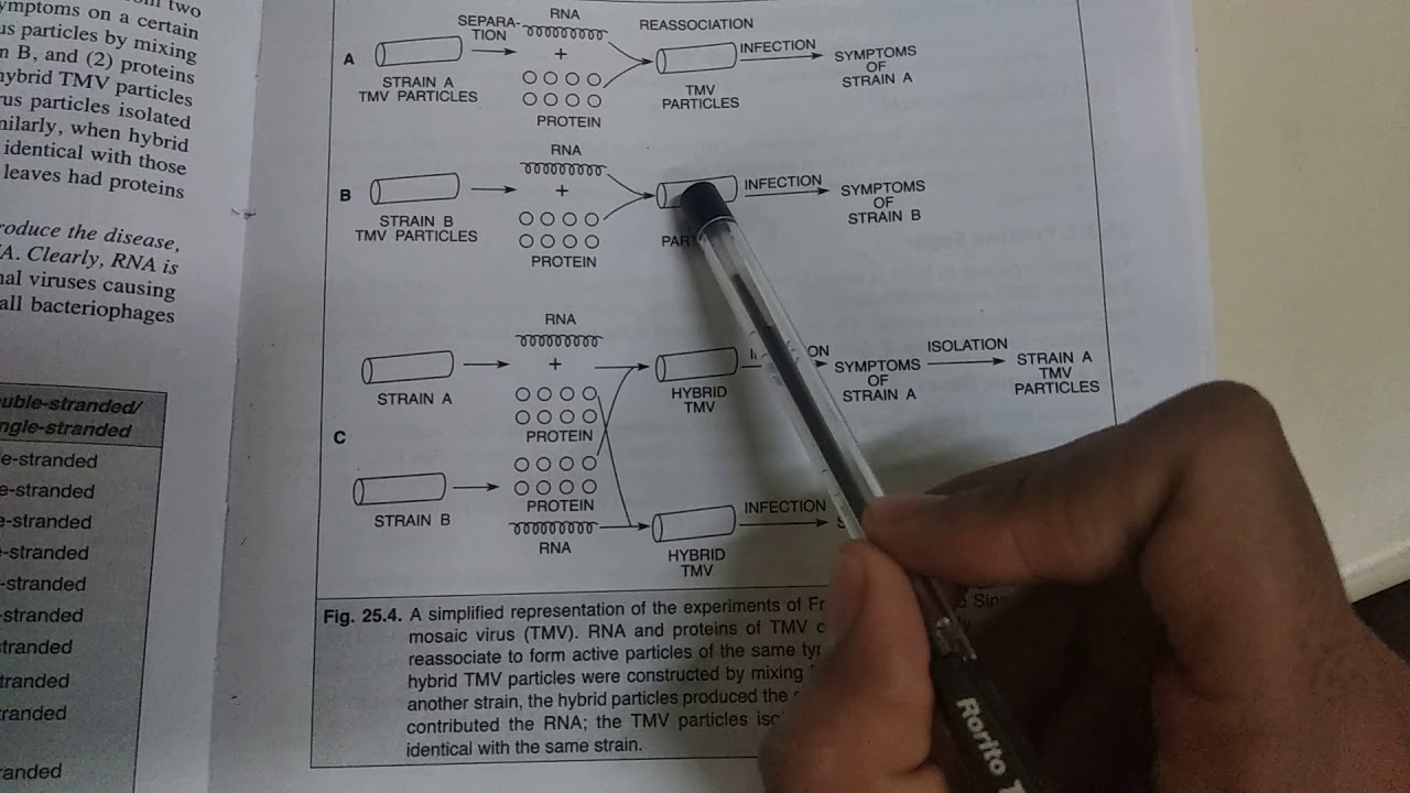 RNA is Genetic material experiment | Frankel-Conrat and Singer with TMV ...