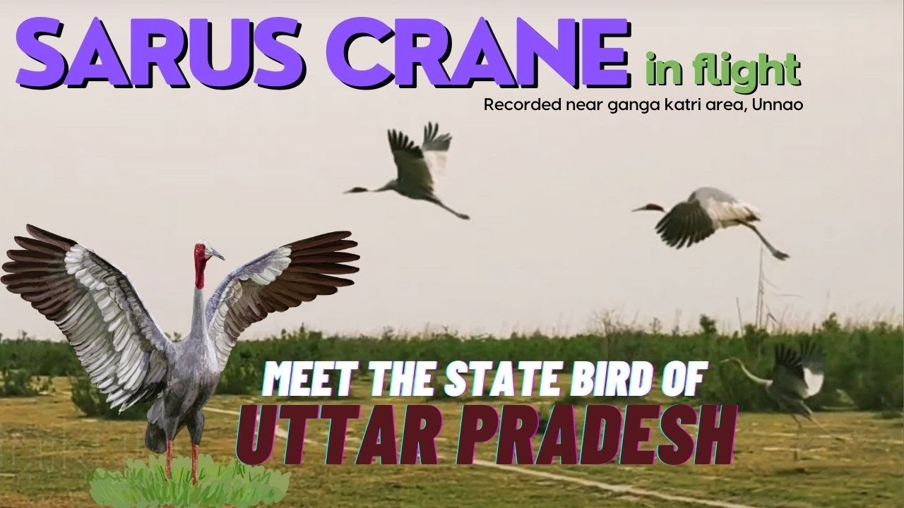 NATURE | Sarus Birds taking off | State Bird of Uttar Pradesh - YouTube