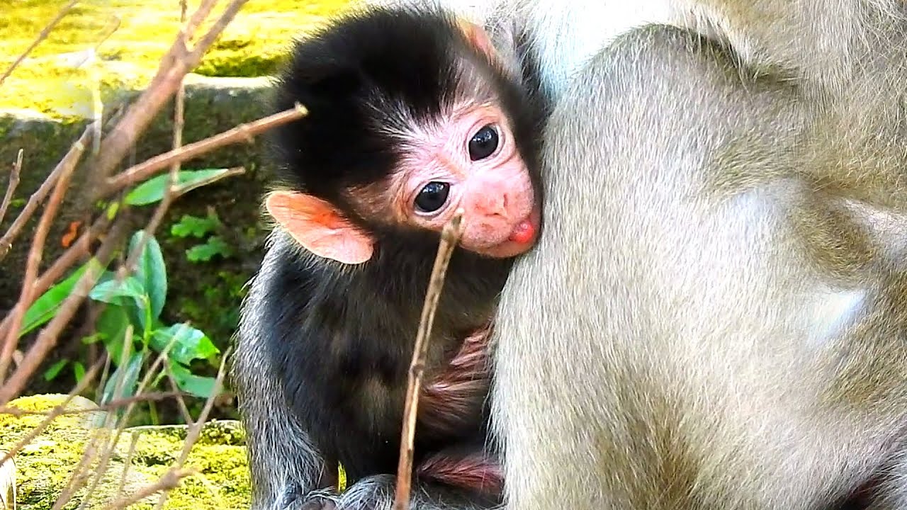 🥰Nice Day..! Congratulations to Mummy Monkey Viki for giving birth to a ...