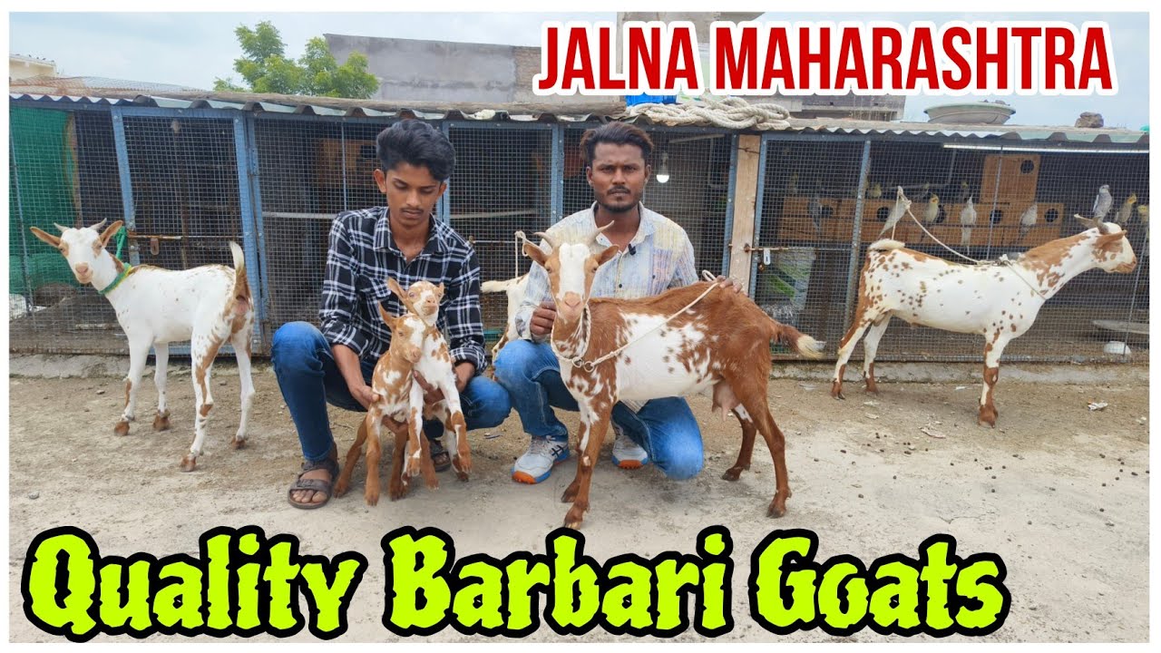Quality Barbari Goats at Nawab goat farm Jalna Maharashtra - YouTube
